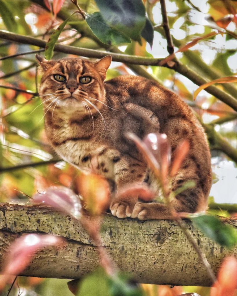 Goodbye Nuwara, our Rusty-Spotted Cat - The Big Cat Sanctuary