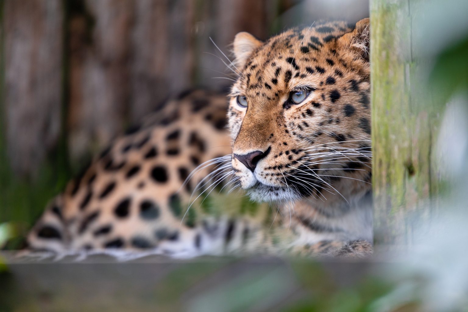 Newest arrival, Leia the Amur leopard! - The Big Cat Sanctuary